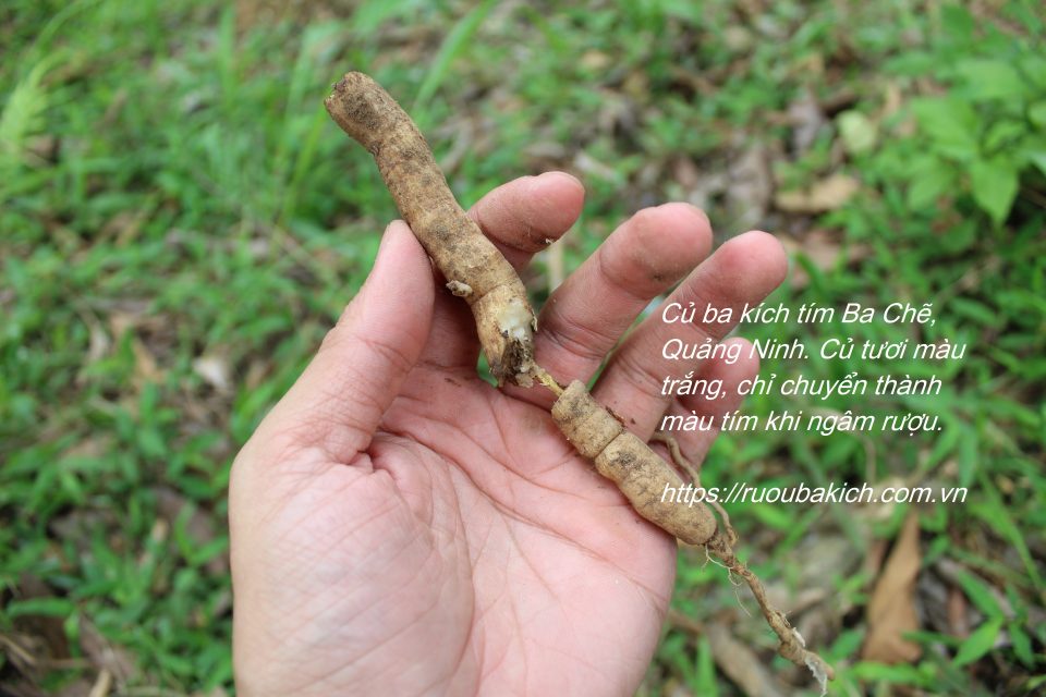 Phân biệt ba kích rừng và ba kích trồng - Rượu Ba Kích